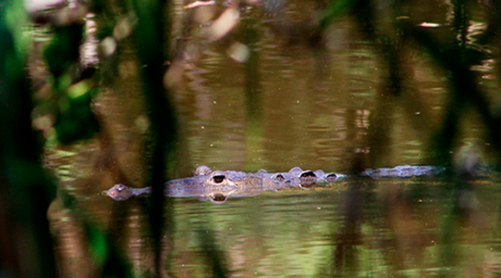 Crocodiles Tour – adrenalinatours.com